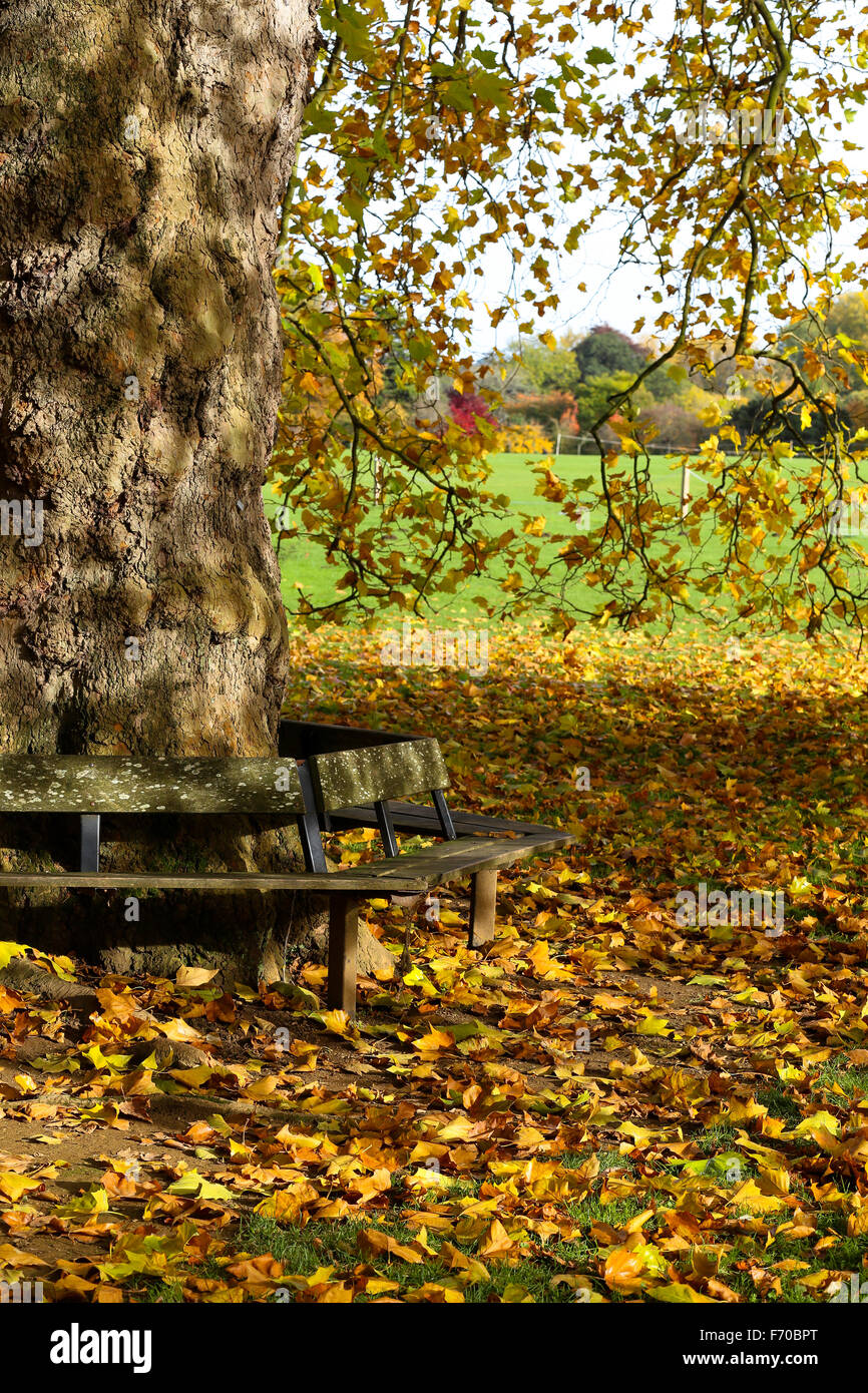 Bench around tree hi-res stock photography and images - Alamy