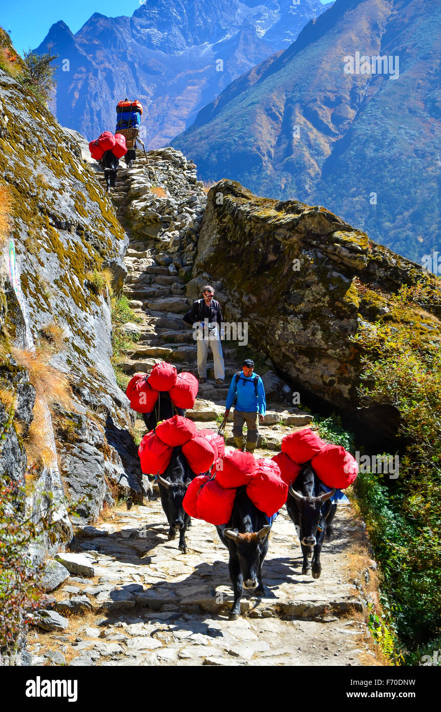 Yak train on the Everest Base Camp trail Stock Photo - Alamy