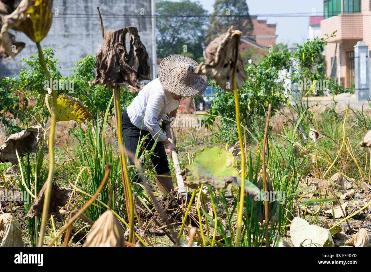 Subsistence Farming In Asia