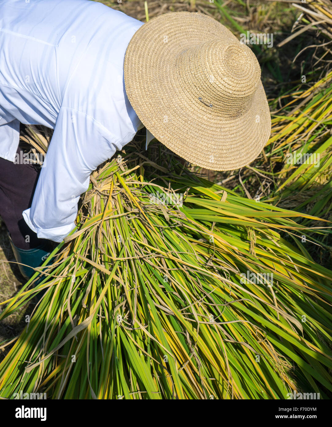 Lotus Farming Stock Photos & Lotus Farming Stock Images - Alamy