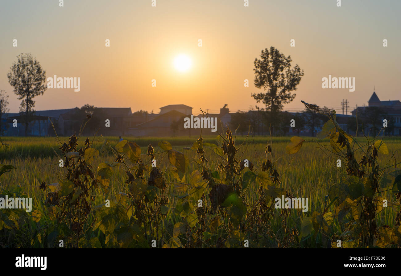 Rice farm land outside the village Siping, Jinhua, China Stock Photo ...