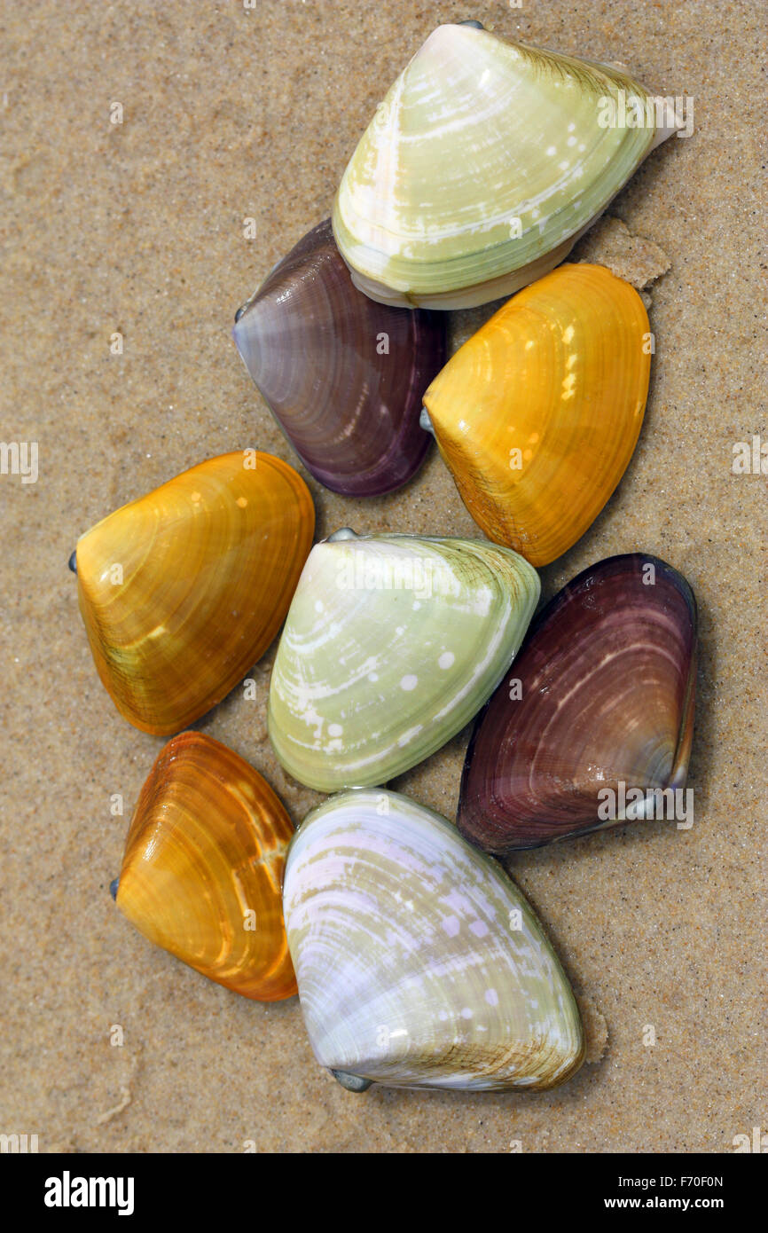 Pipi hi-res stock photography and images - Alamy