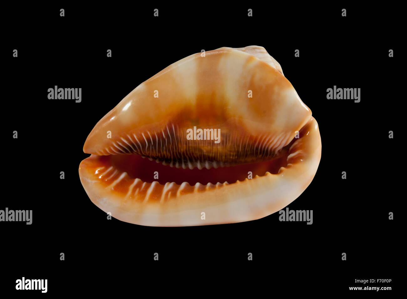 Conch shell black and white hi-res stock photography and images - Alamy