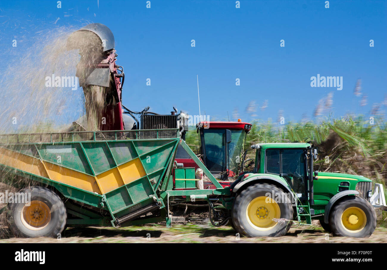 Cutting sugar cane in hi-res stock photography and images - Alamy