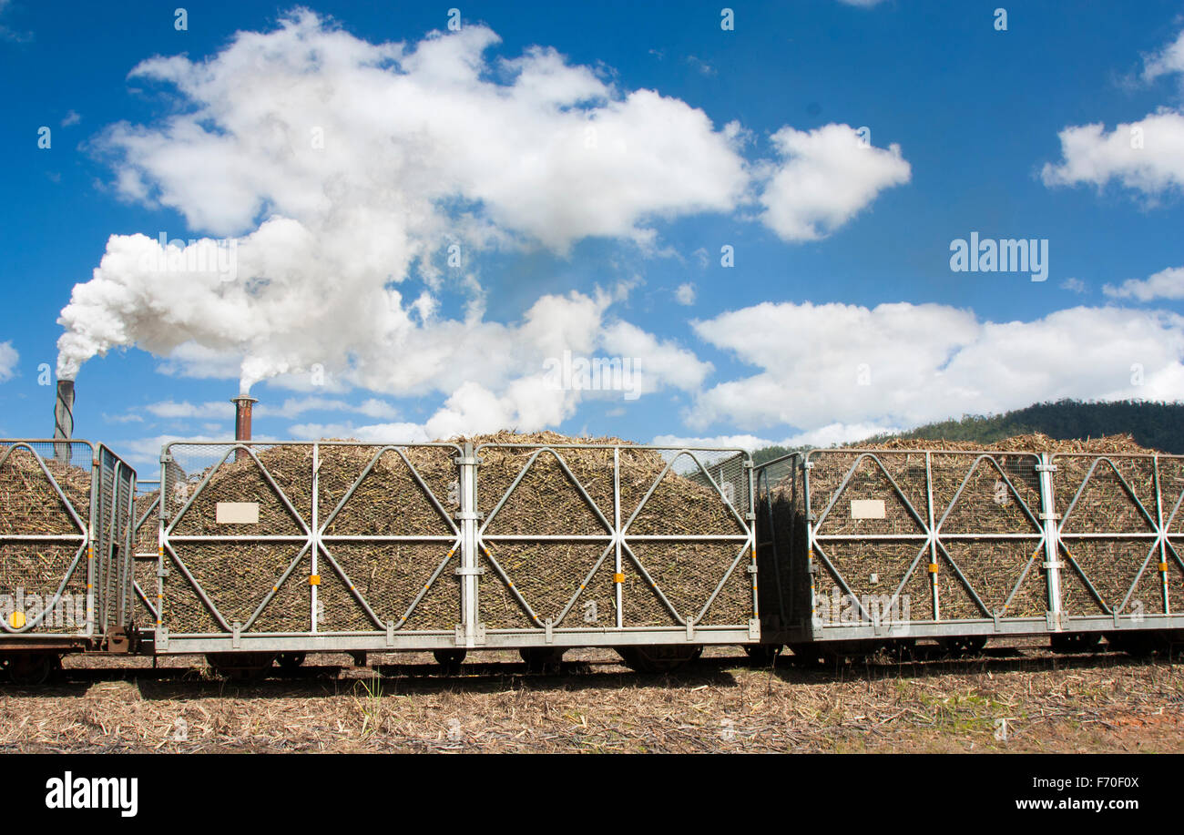 Sugar cane sugarcane harvest hi-res stock photography and images - Alamy