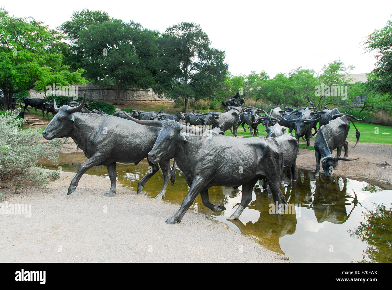 Cattle crossing a river hi-res stock photography and images - Alamy