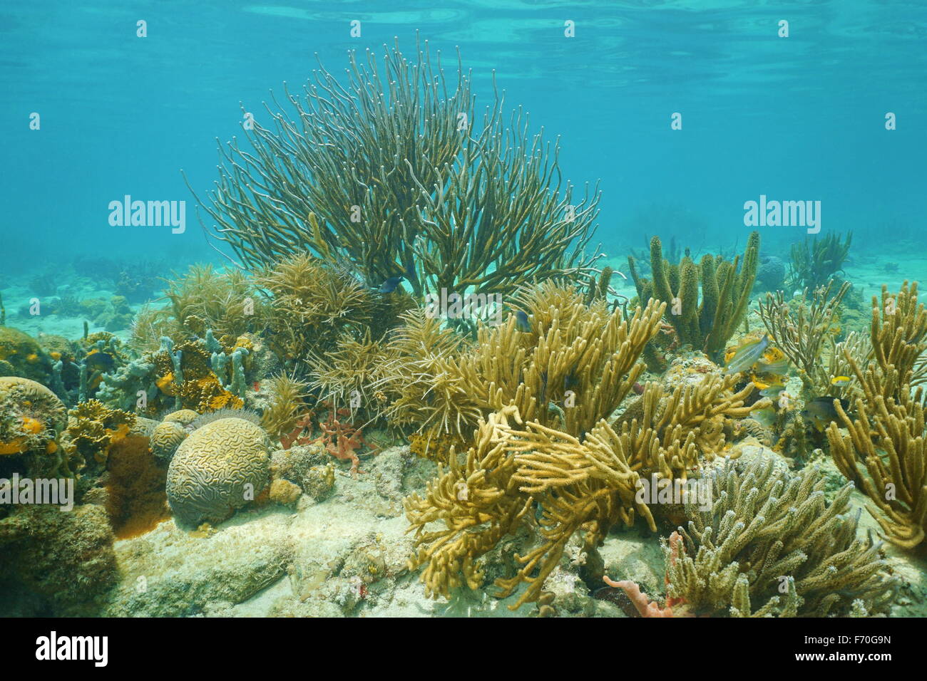 Underwater corals, mostly Octocorals, in shallow water of the Caribbean ...