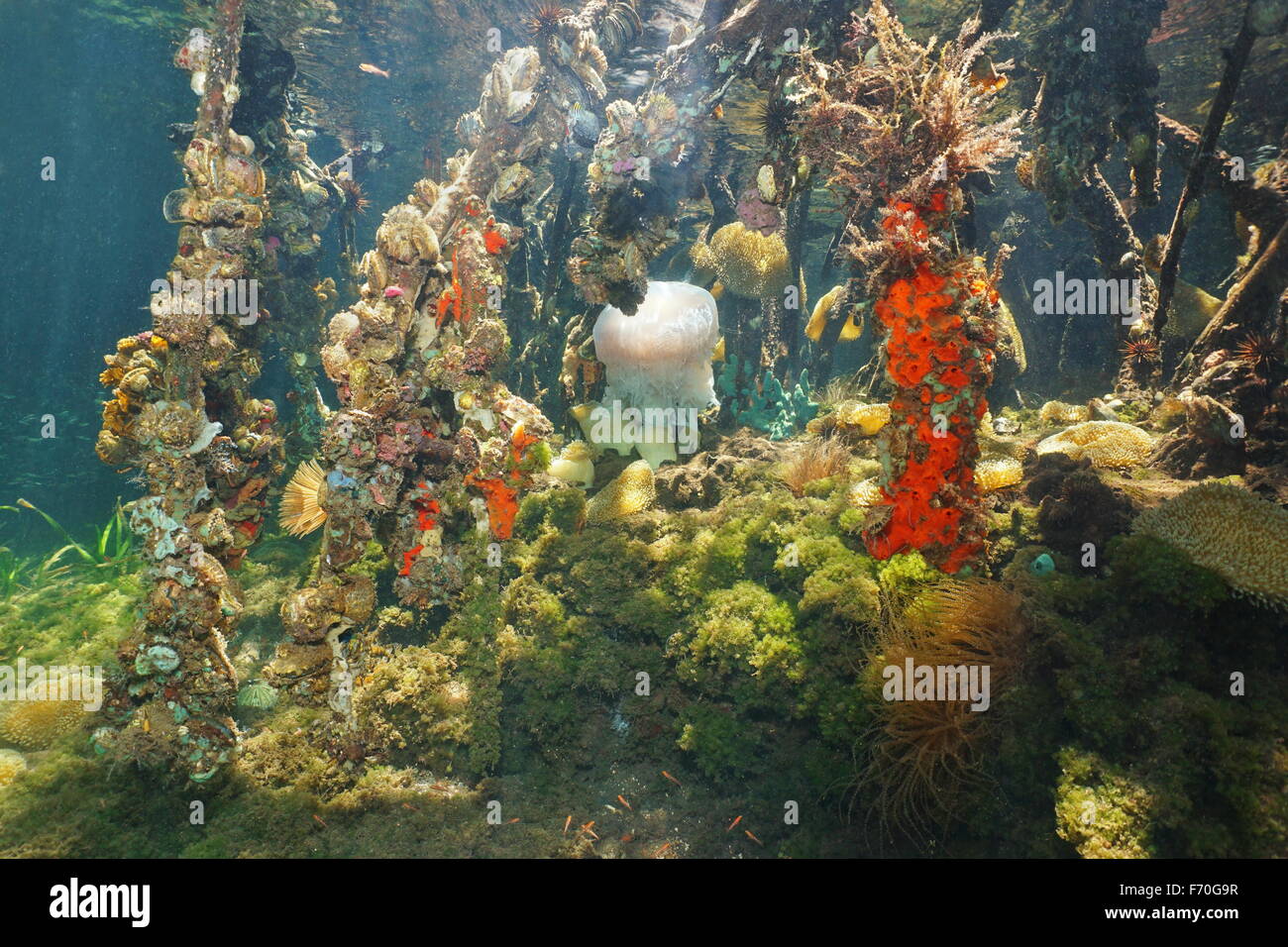 Underwater mangrove roots covered by colorful marine life, Caribbean ...