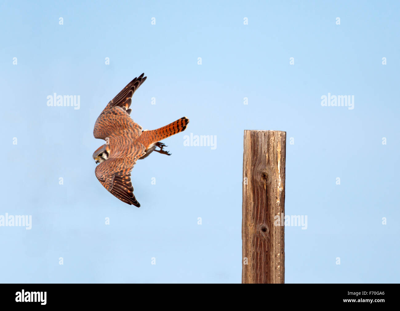 Taking off from fence hi-res stock photography and images - Alamy