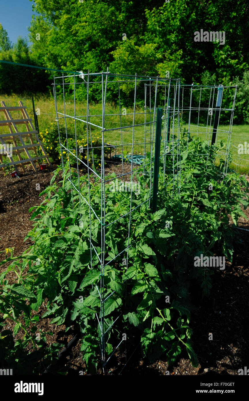Vegetable garden, Indiana. Purdue Extension-Marion County Demonstration ...