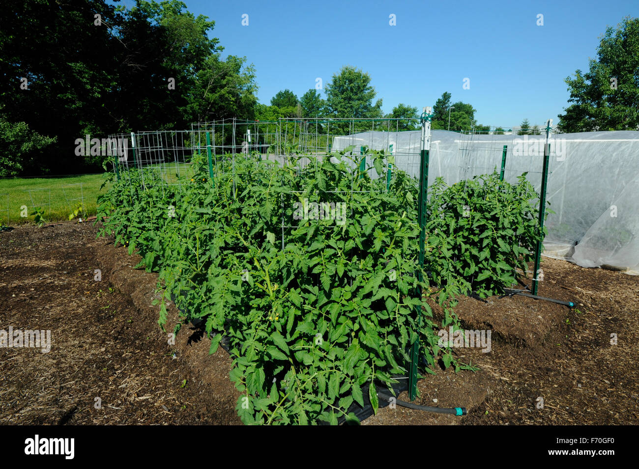 Vegetable garden, Indiana. Purdue Extension-Marion County Demonstration ...