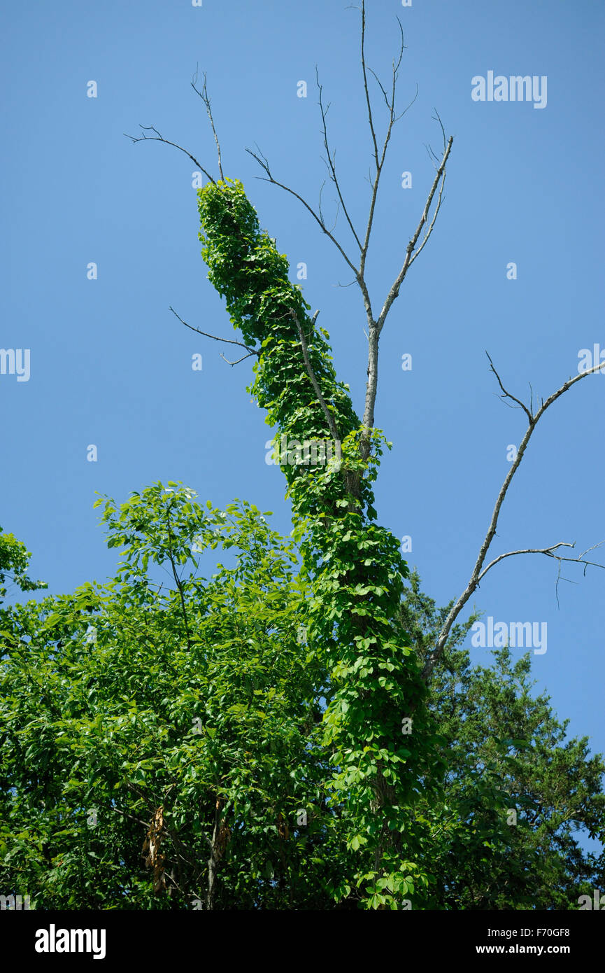 Virginia Creeper (Parthenocissus quinquefolia) growing on trees in ...