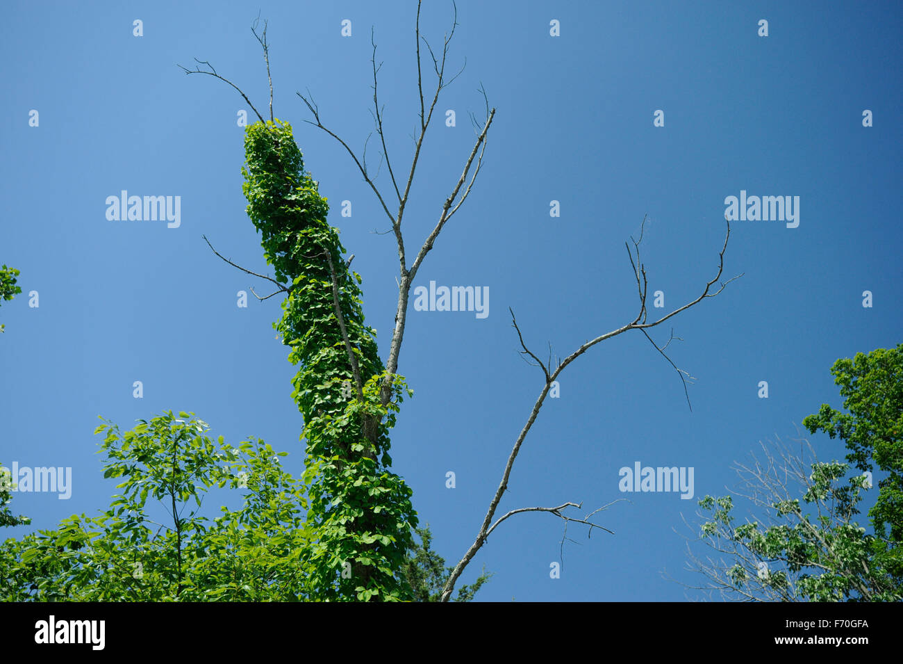 Invasive creeper hi-res stock photography and images - Alamy