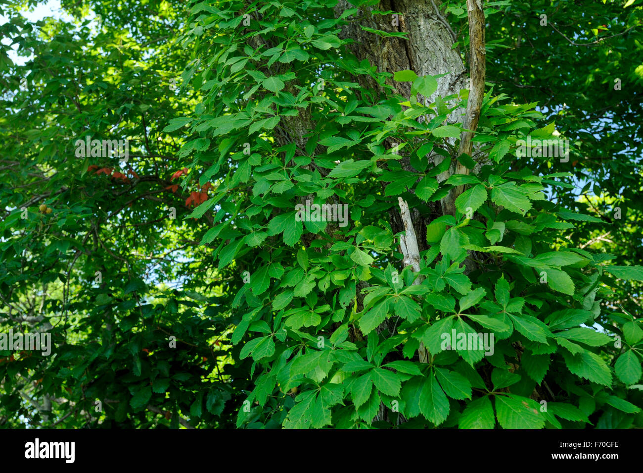 Virginia Creeper (Parthenocissus quinquefolia) growing on trees in ...