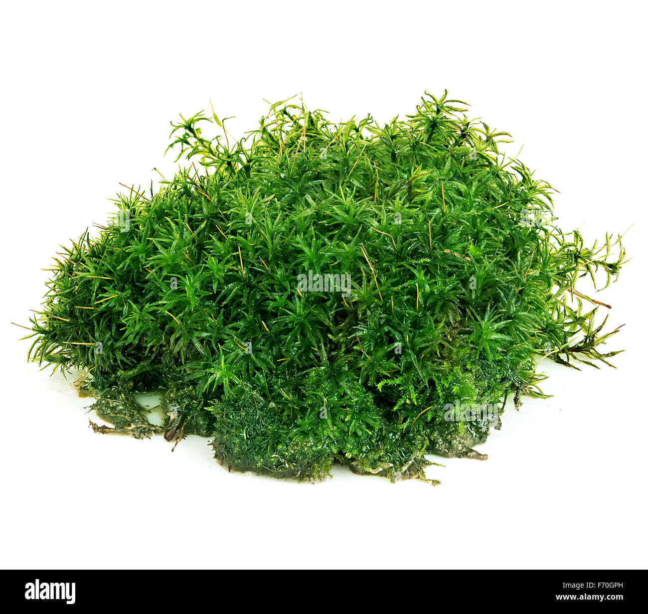 Beautiful green moss close-up isolated on a white background Stock ...