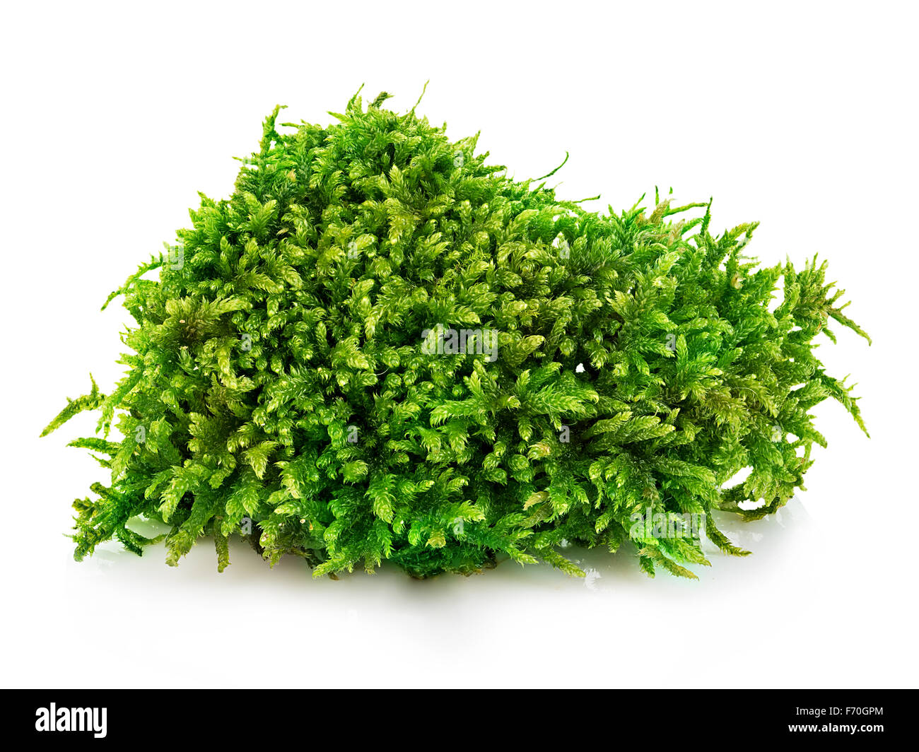 Beautiful green moss close-up isolated on a white background Stock ...