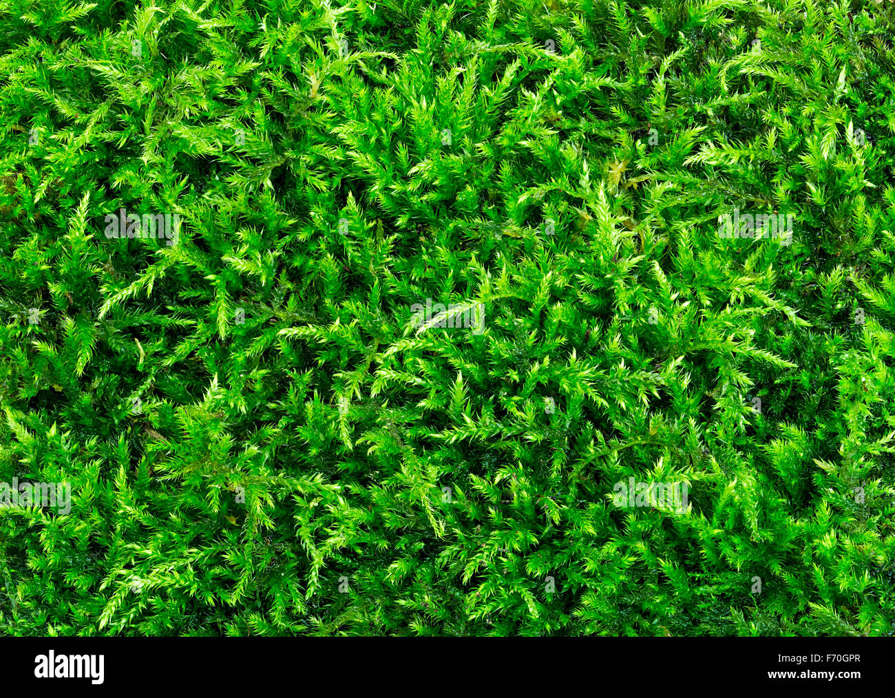 Beautiful green moss texture close-up , background with copy space ...