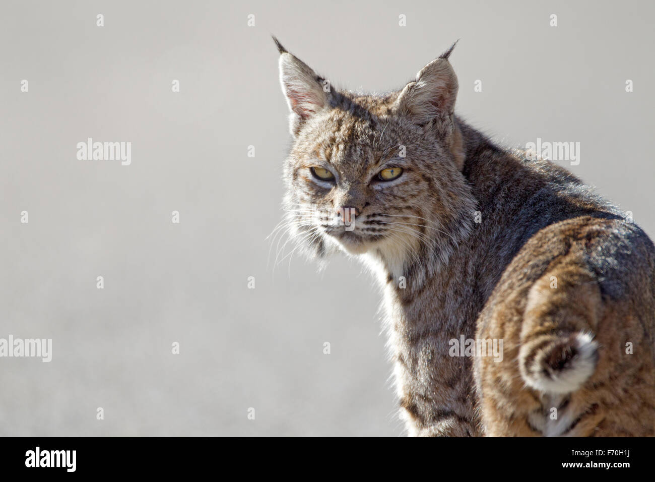 Bobcat looking back hi-res stock photography and images - Alamy