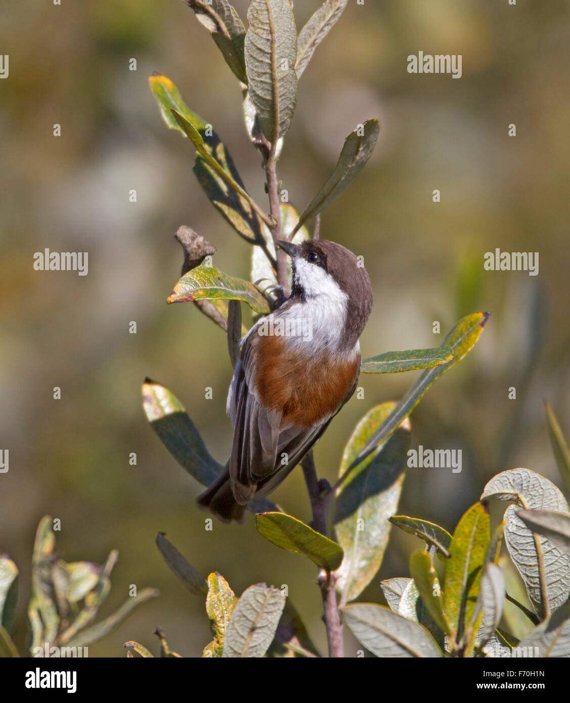 Chestnut backed Chickadee Stock Photo - Alamy