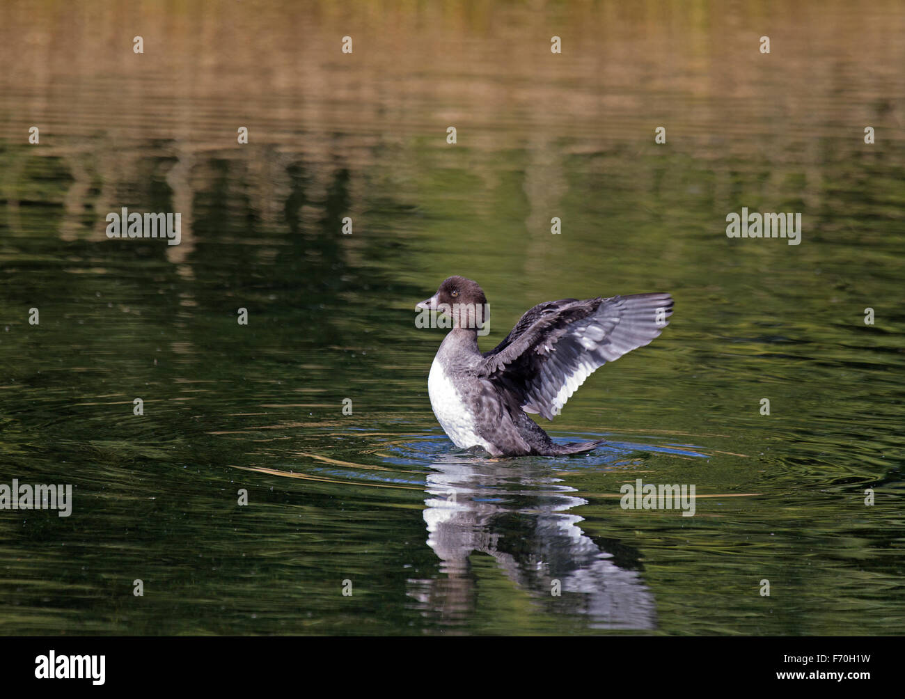 Goldeneye wings hi-res stock photography and images - Alamy