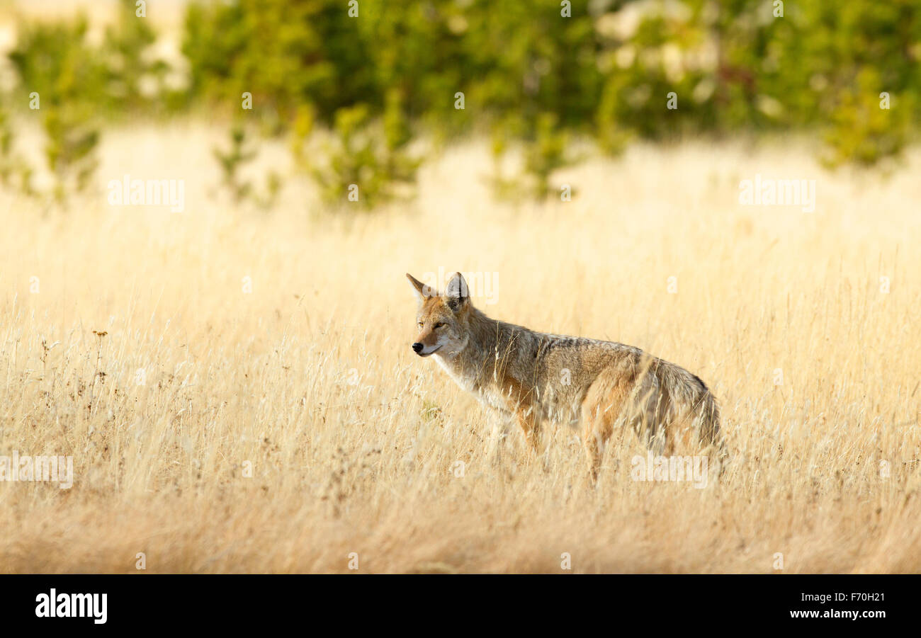 Coyote hunting in tall dead grass hi-res stock photography and images ...