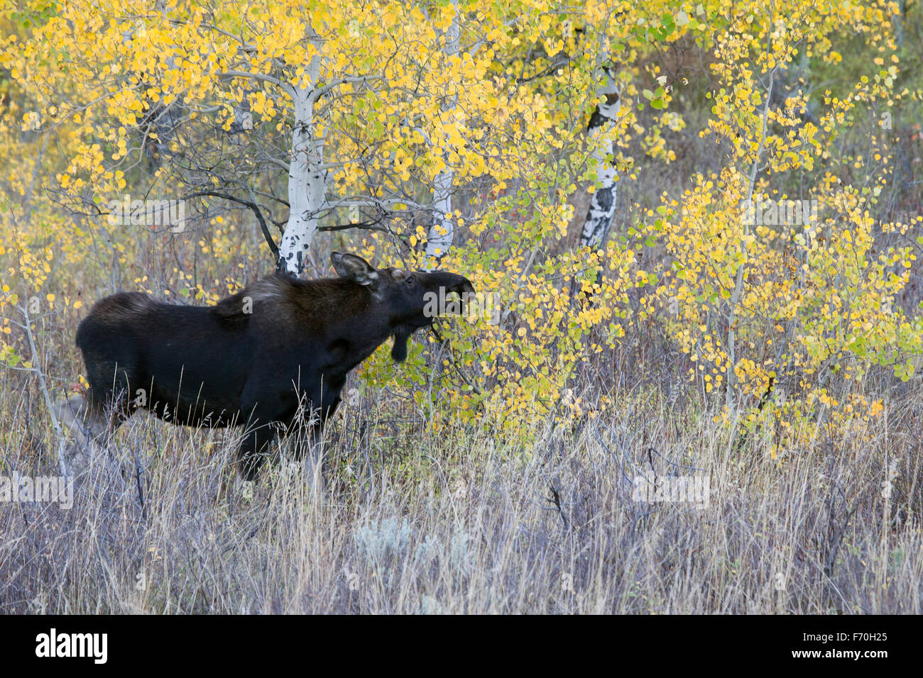 Moose Cow Browsing on Fall Colored Aspen leaves Stock Photo - Alamy