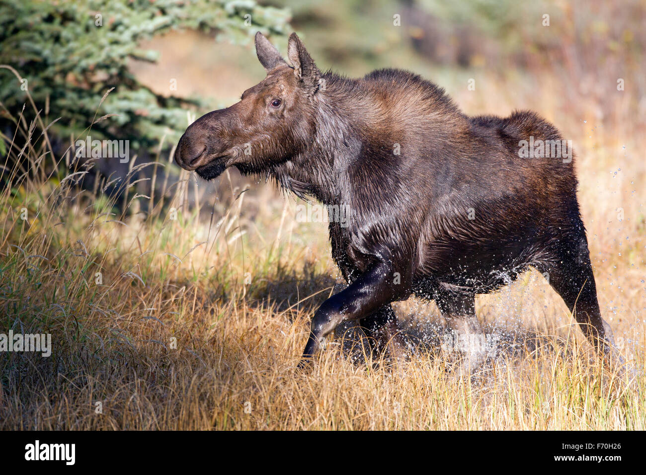 Angry cow hi-res stock photography and images - Alamy