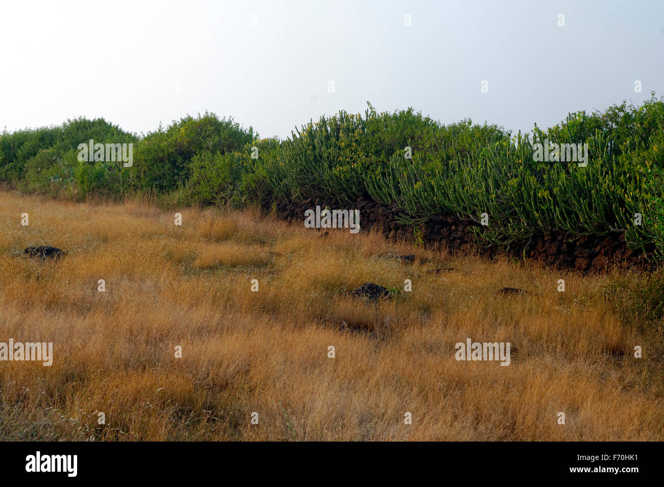 Golden grass, devgad, sindhudurg, maharashtra, india, asia Stock Photo ...