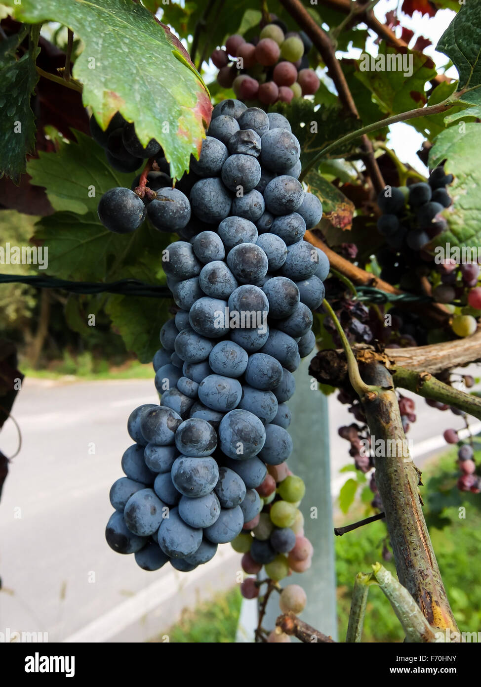 Vineyard Ready to Produce Wine Stock Photo - Alamy