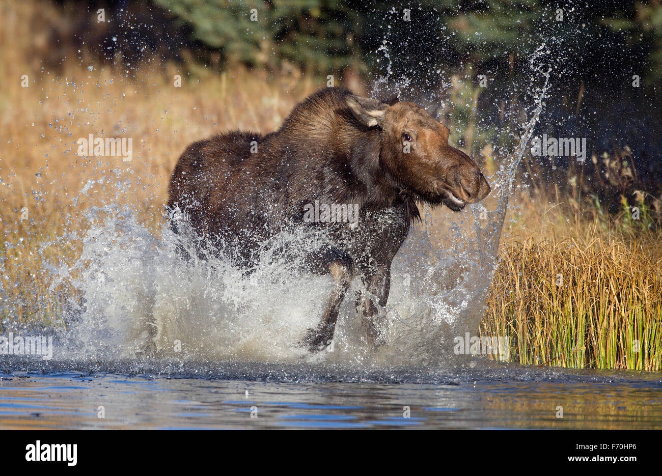 Angry moose hi-res stock photography and images - Alamy