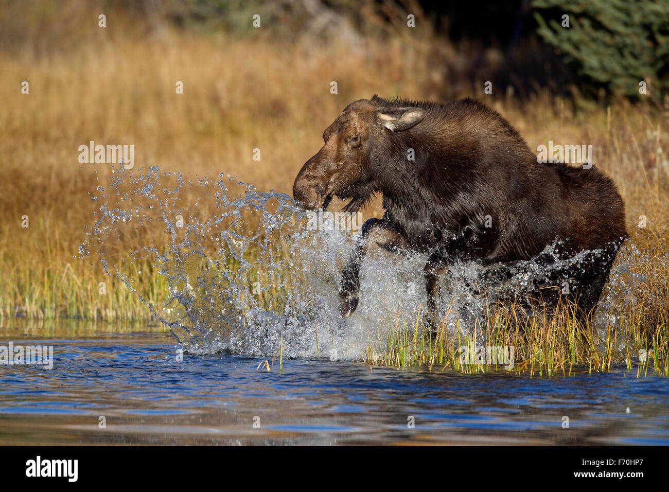 Angry moose hi-res stock photography and images - Alamy