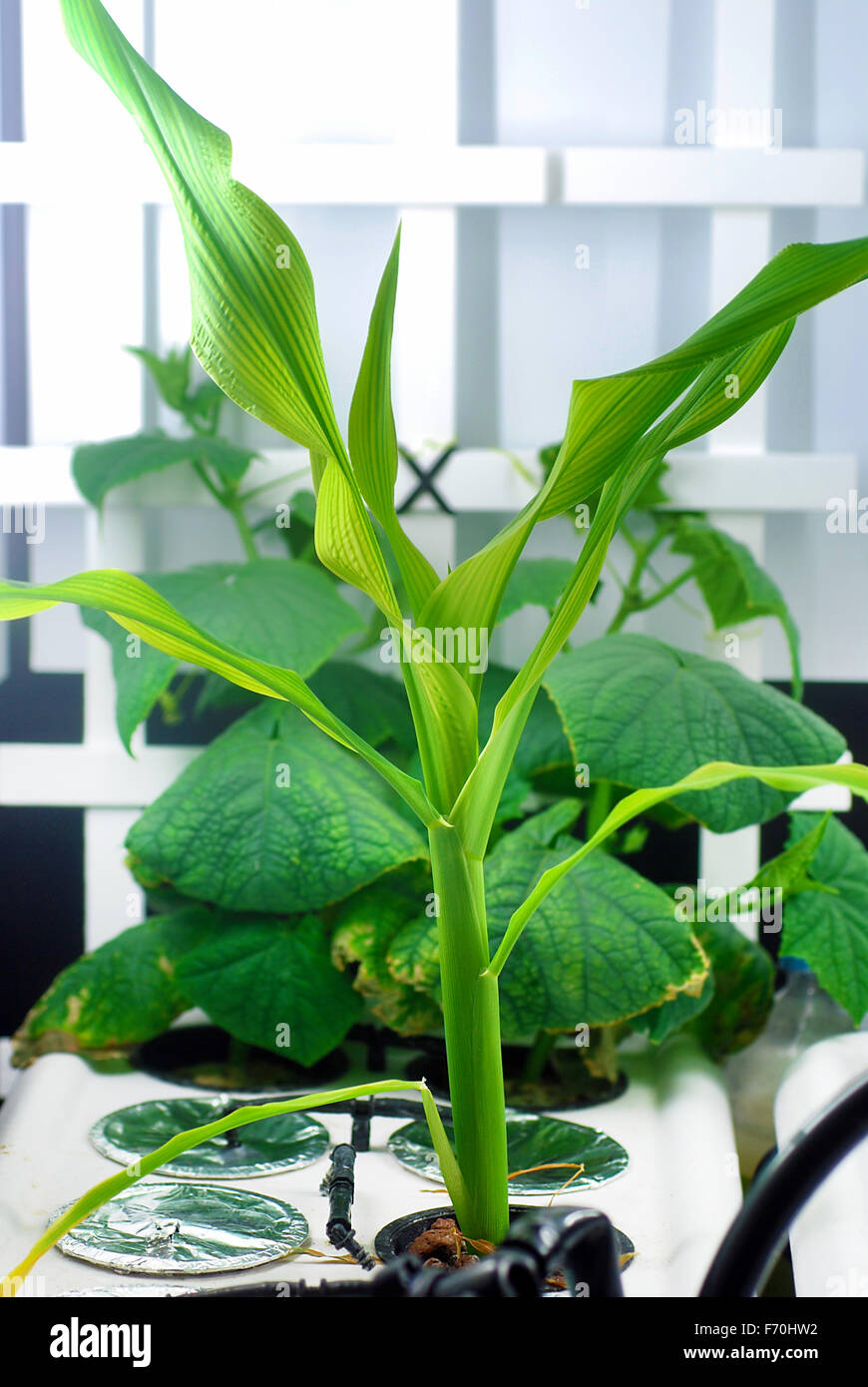 Hydroponics light hi-res stock photography and images - Alamy