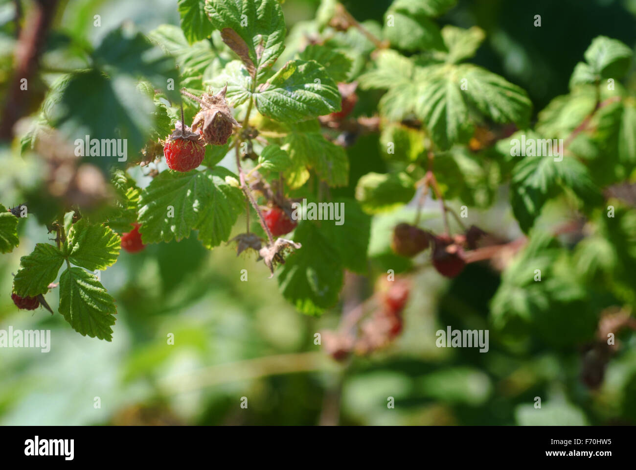 Raspberries in nature hi-res stock photography and images - Alamy