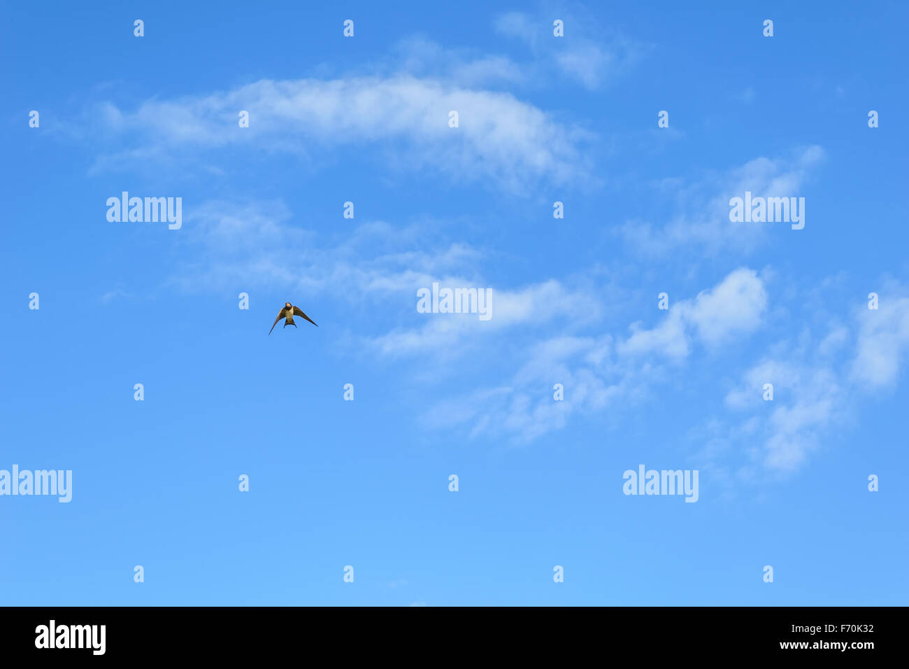 Swift bird hi-res stock photography and images - Alamy