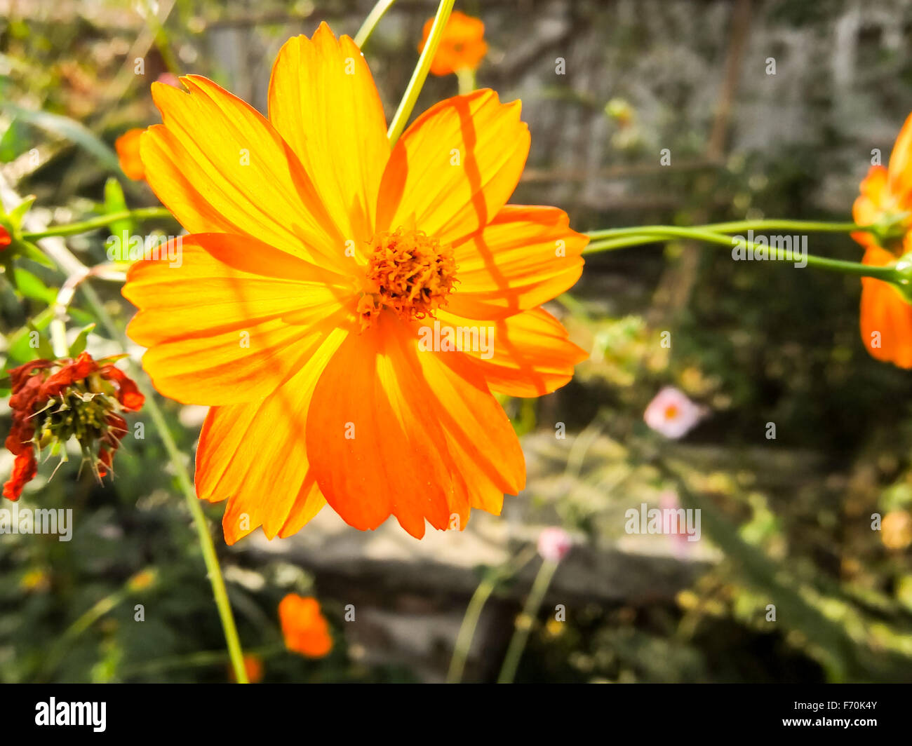Blooming Flower Background Stock Photo - Alamy