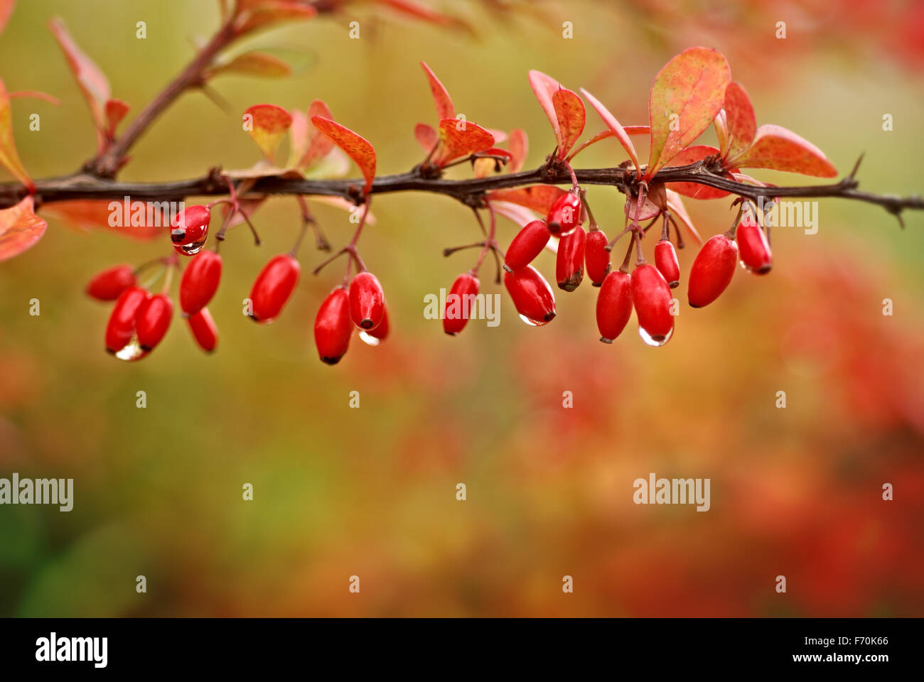 Thorny shrub with berries hi-res stock photography and images - Alamy