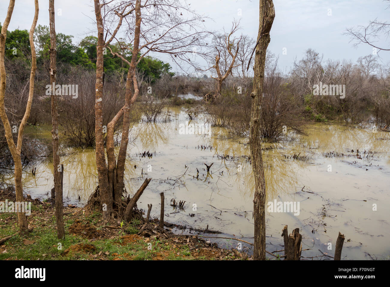 Muddy lake in Cambodia Stock Photo - Alamy