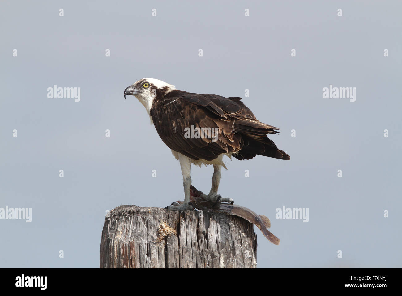 Foot of osprey hi-res stock photography and images - Alamy