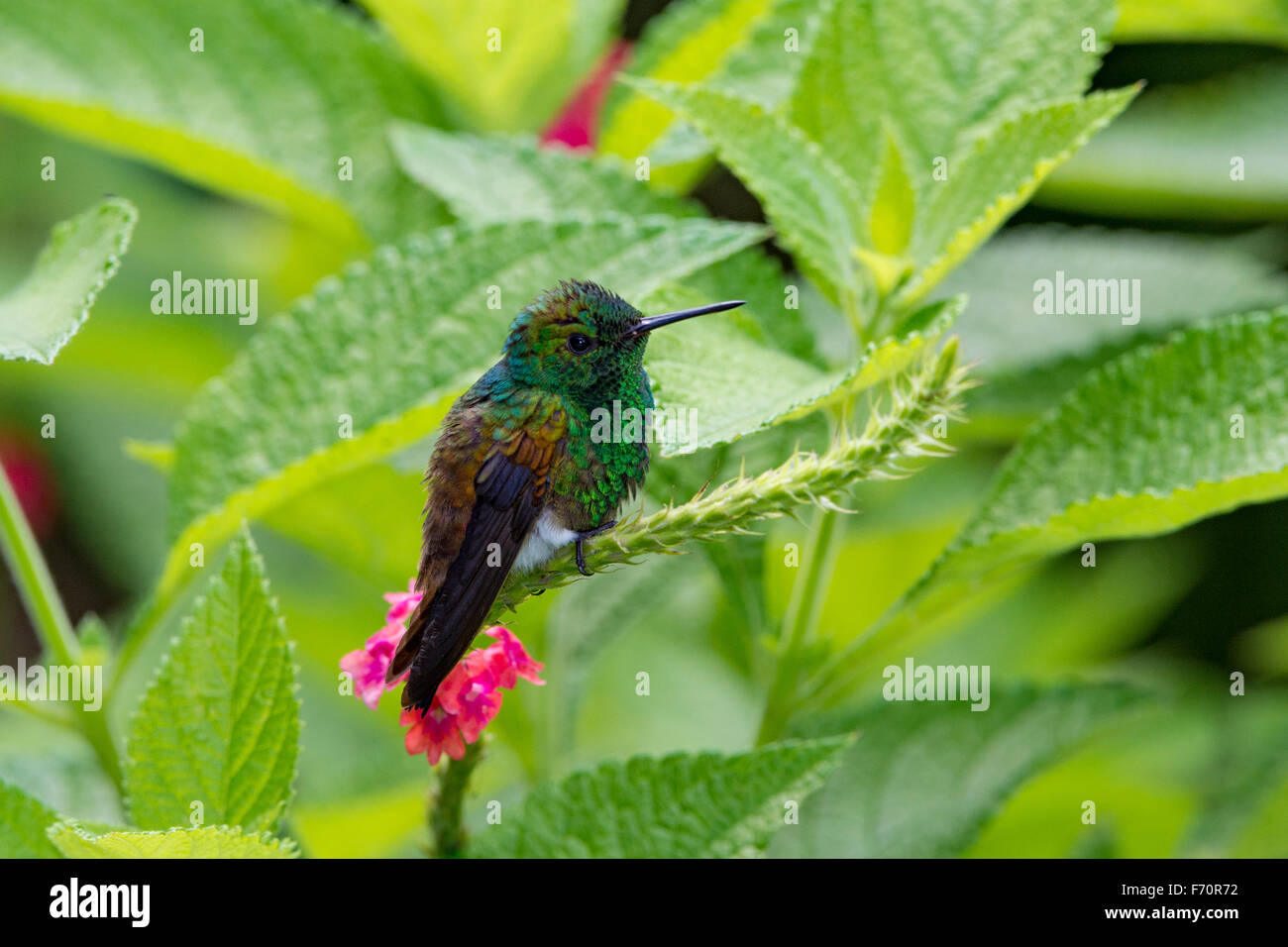 A hummingbird resting Stock Photo - Alamy