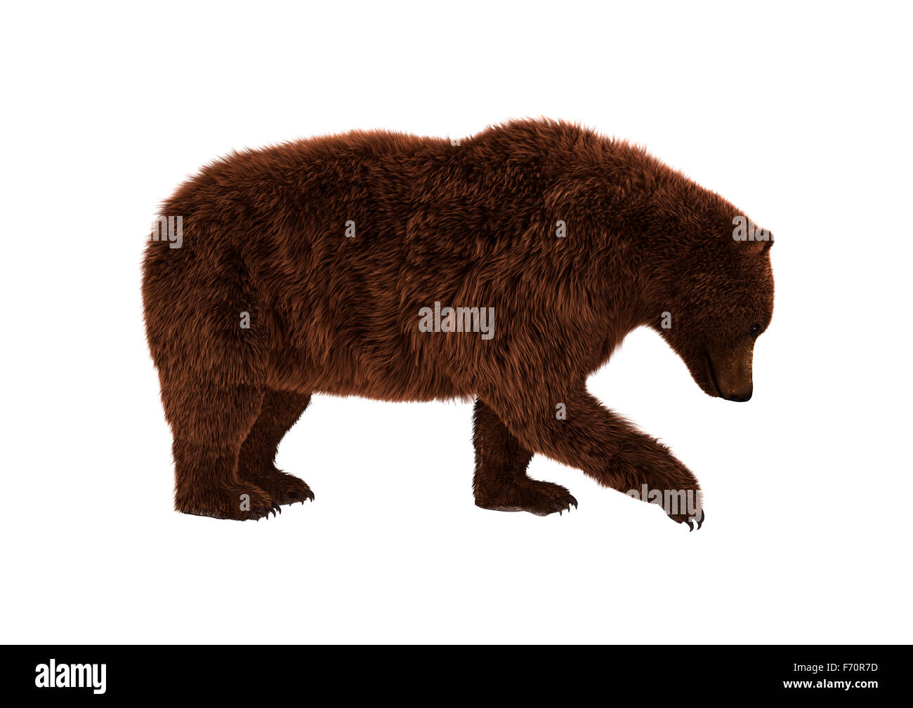 Grizzly Bear White Background