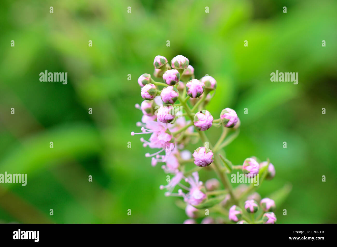 pink wildflower in summer nature Stock Photo - Alamy