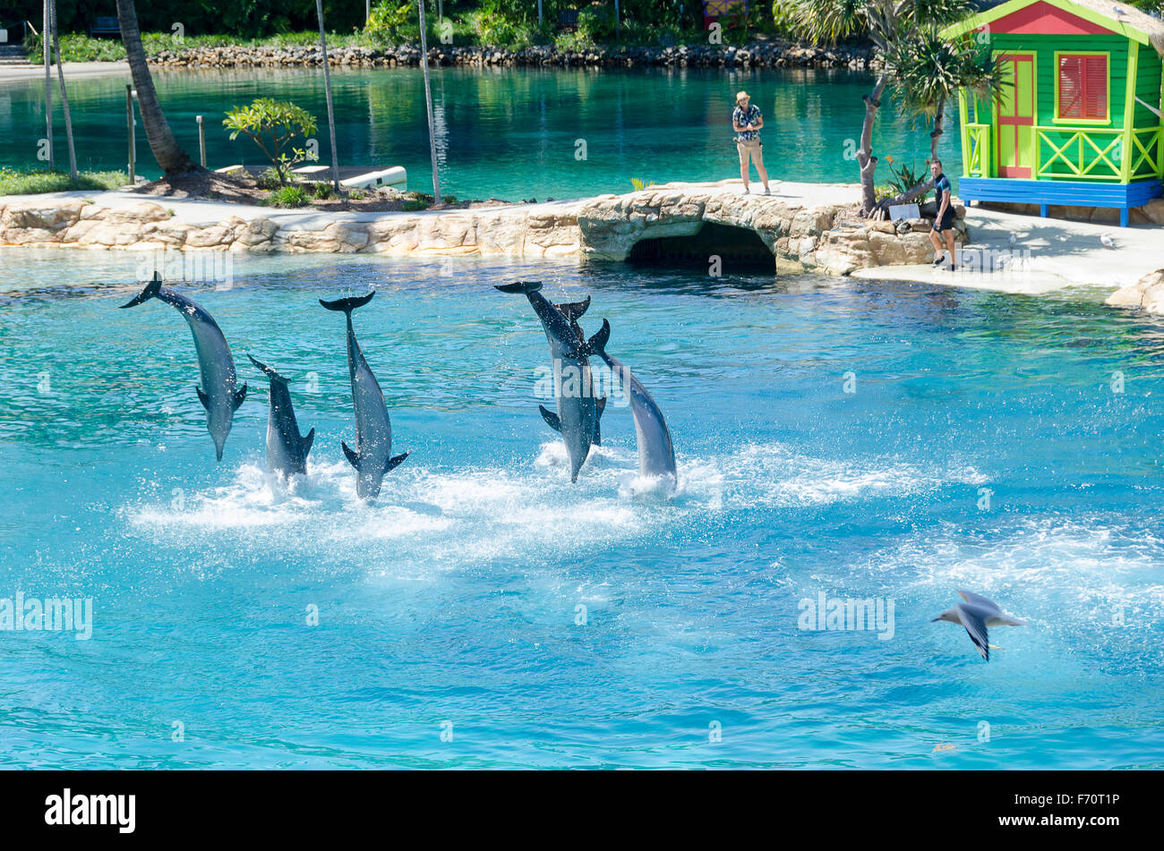 Dolphin show at Sea World, Surfers Paradise, Queensland, Australia ...