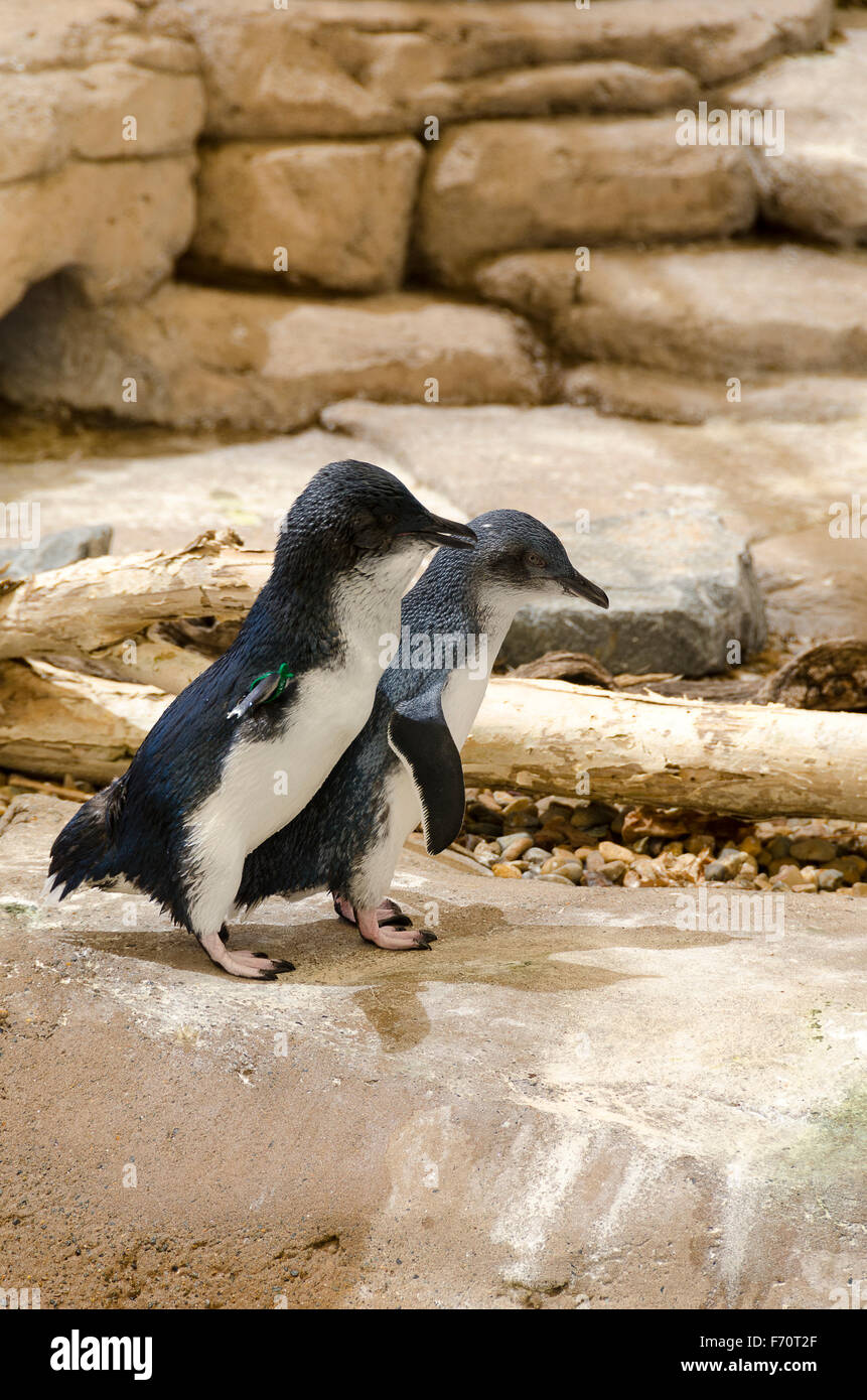 Little Blue Penguins at Sea World, Surfers Paradise, Queensland ...