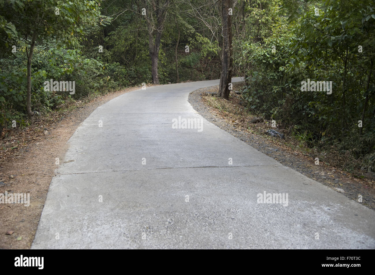 Carved forest road, sanjay gandhi national park, mumbai, maharashtra ...