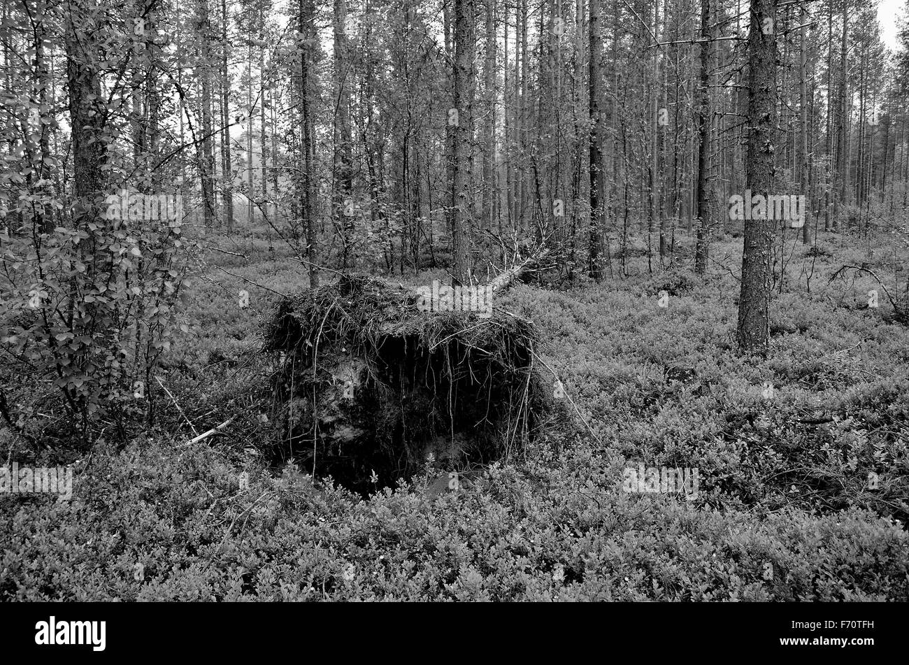 Old broken tree green Black and White Stock Photos & Images - Alamy