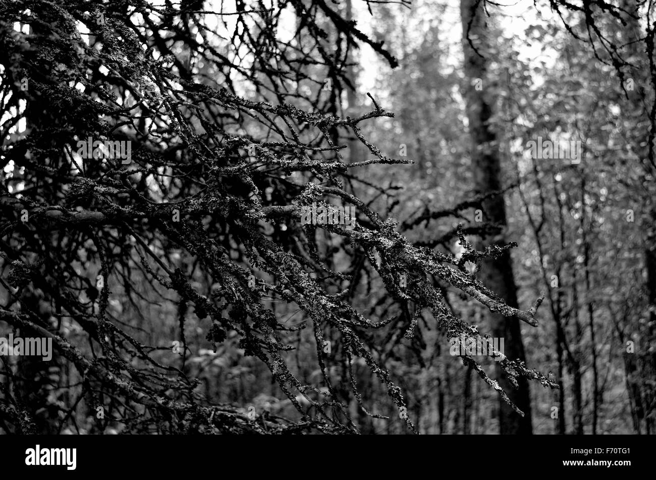 Old dense forest Black and White Stock Photos & Images - Alamy