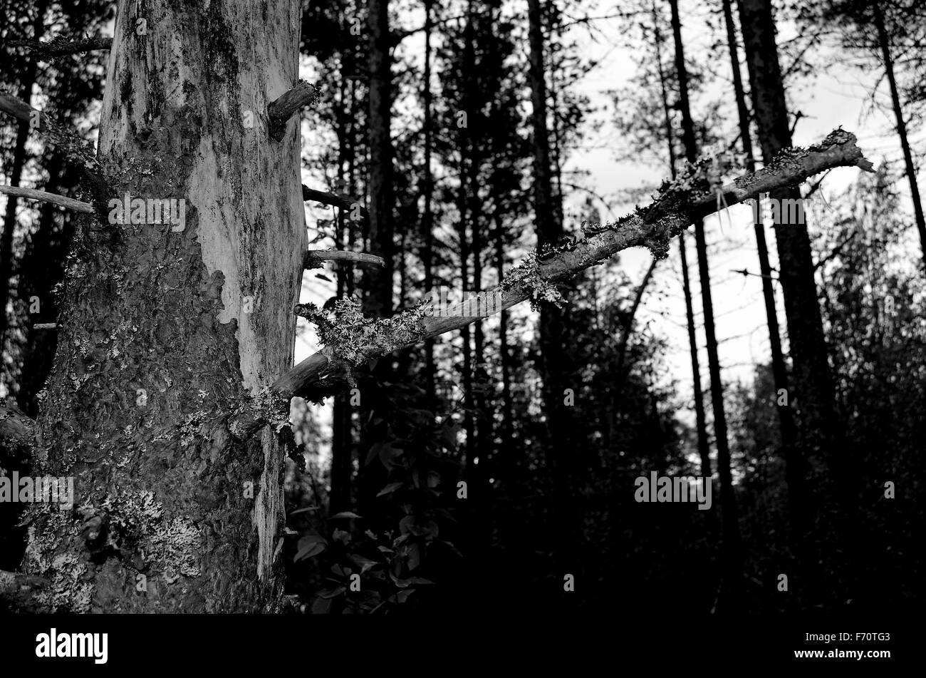 Old dense forest Black and White Stock Photos & Images - Alamy