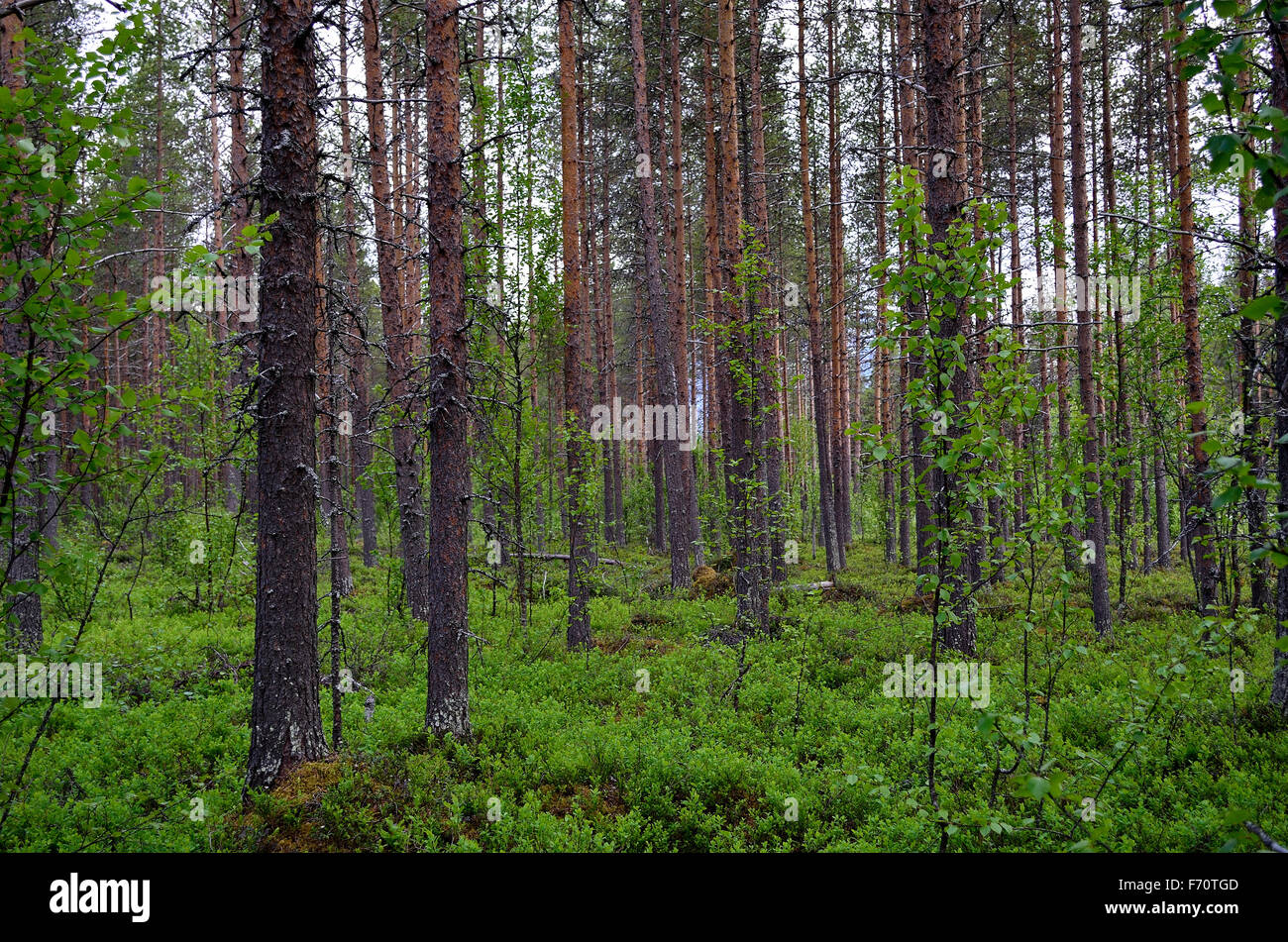 pine tree forest Stock Photo - Alamy