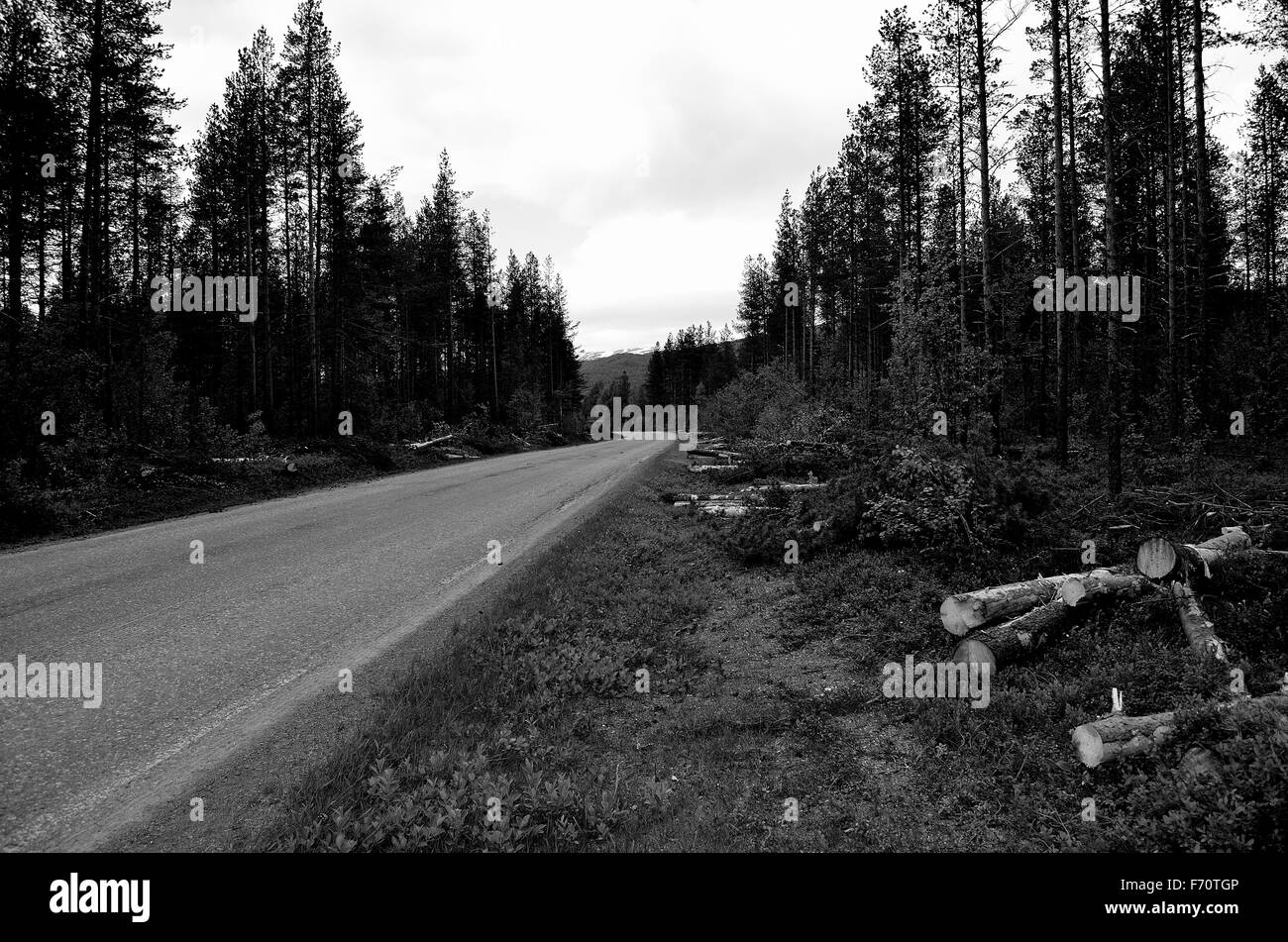 Greenery vivid Black and White Stock Photos & Images - Alamy