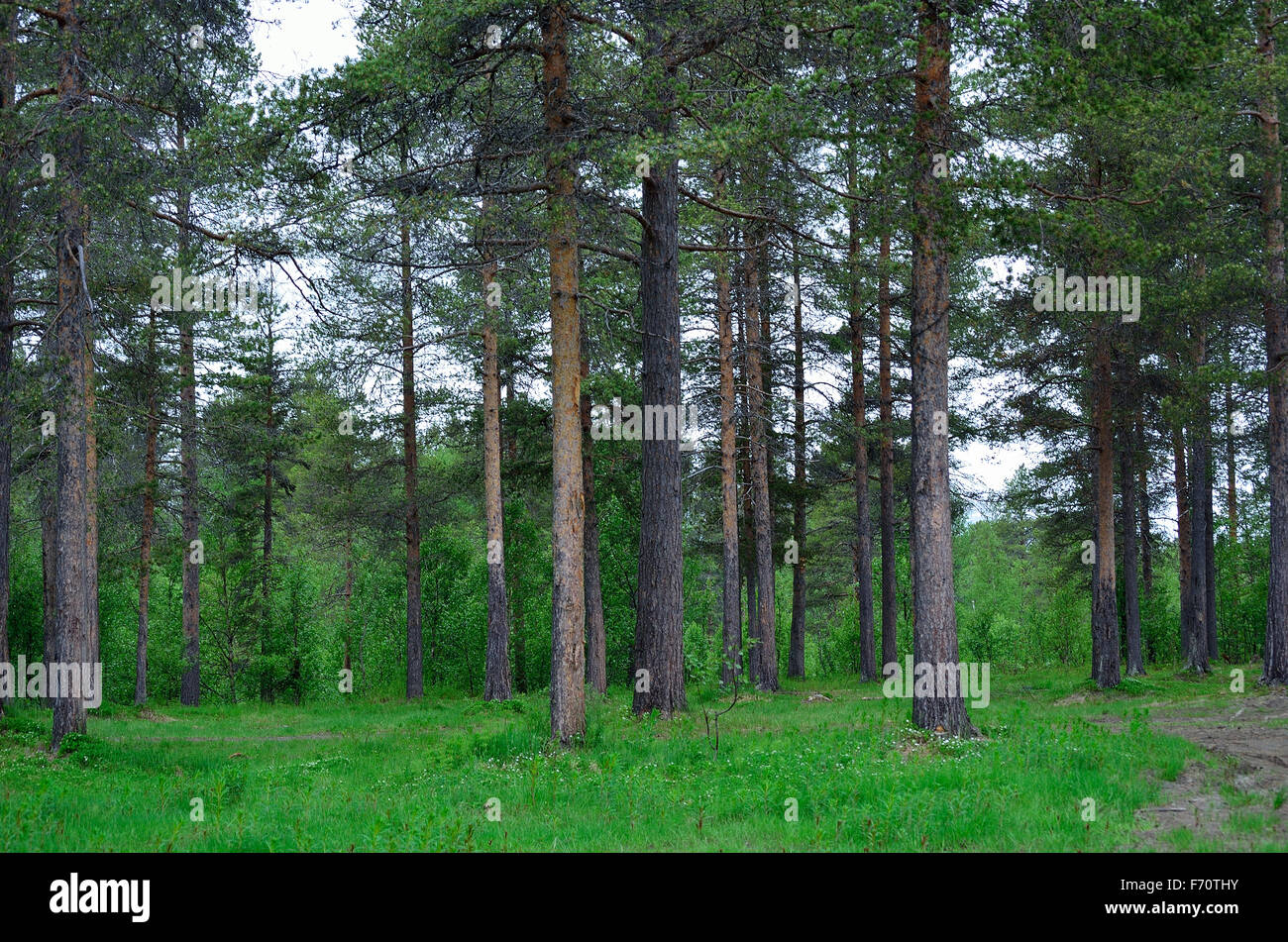 beautiful pine tree forest in summer nature Stock Photo - Alamy